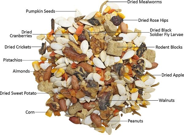 EXOTIC NUTRITION Squirrel Food Starter Kit - Chewy.com