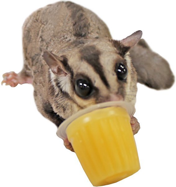 EXOTIC NUTRITION Sugar Glider Food Starter Kit - Chewy.com