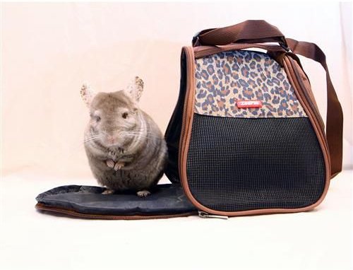 EXOTIC NUTRITION ZooPro Small Animal Carry Bag, Small - Chewy.com