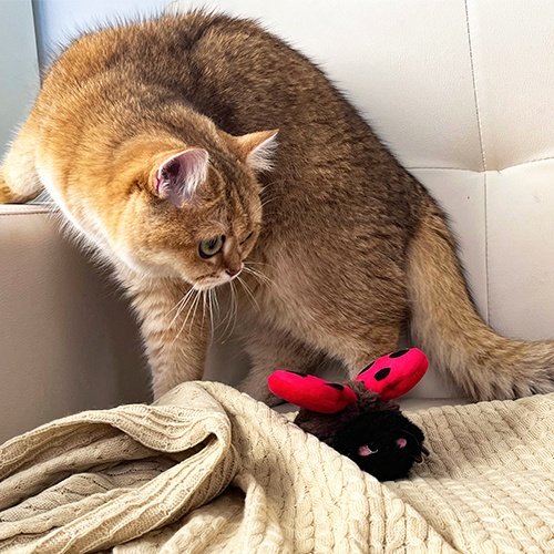 EYS GiGwi Dance & Chirp Ladybug Catnip Infused Motion-Activated Cat Toy ...
