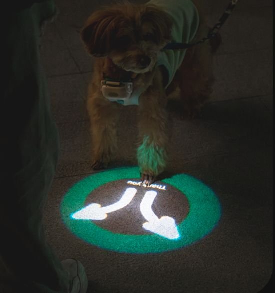 EYS Road Signs Adjustable Projector Light Dog Collar Accessory - Chewy.com