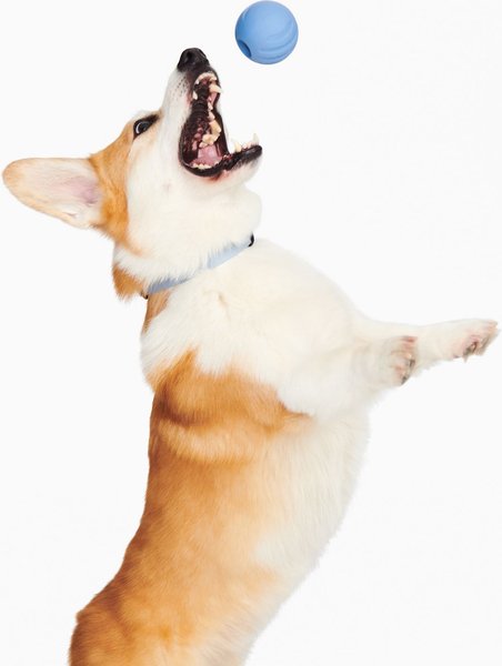 FABLE PETS Signature Ball Dog & Cat Toy, Blue - Chewy.com