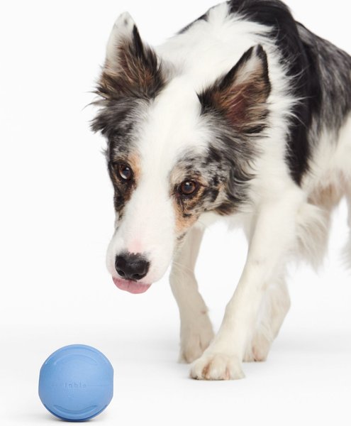 FABLE PETS Signature Ball Dog & Cat Toy, Blue - Chewy.com