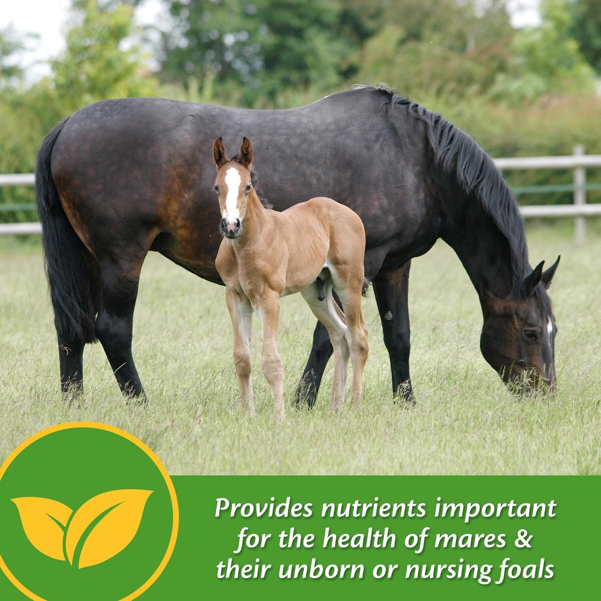 FARNAM Mare Plus Gestation & Lactation Nutritional Pellets Horse ...