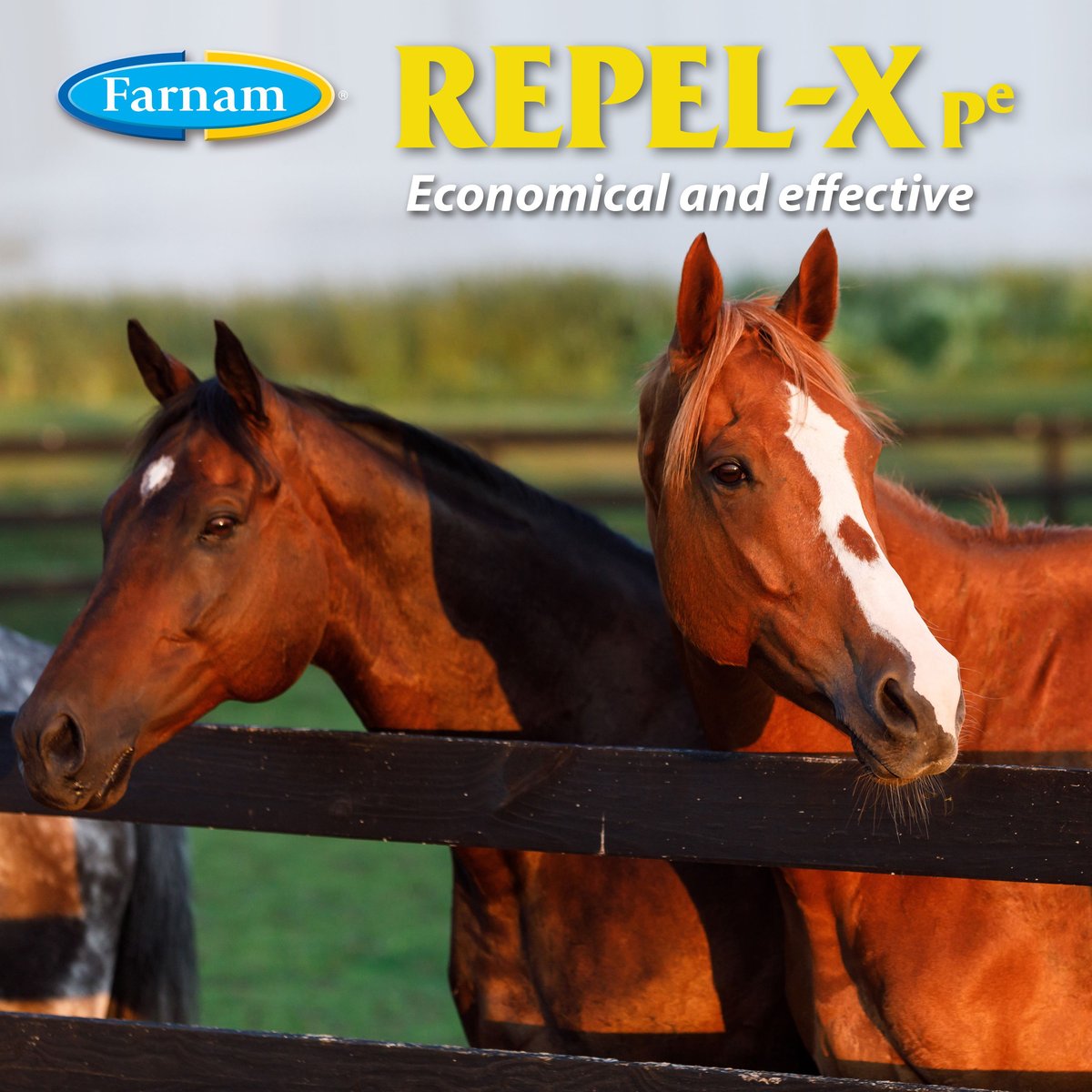 FARNAM Repel-X Dog & Horse Insecticide & Repellent, 32-fl oz bottle ...