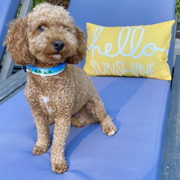 FEARLESS PET Safe Cinch Dog Collar, Beach Life, Small/Medium - Chewy.com