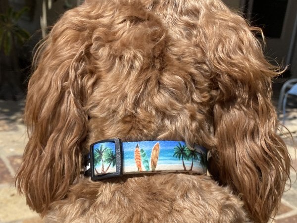 FEARLESS PET Safe Cinch Dog Collar, Beach Life, Small/Medium - Chewy.com