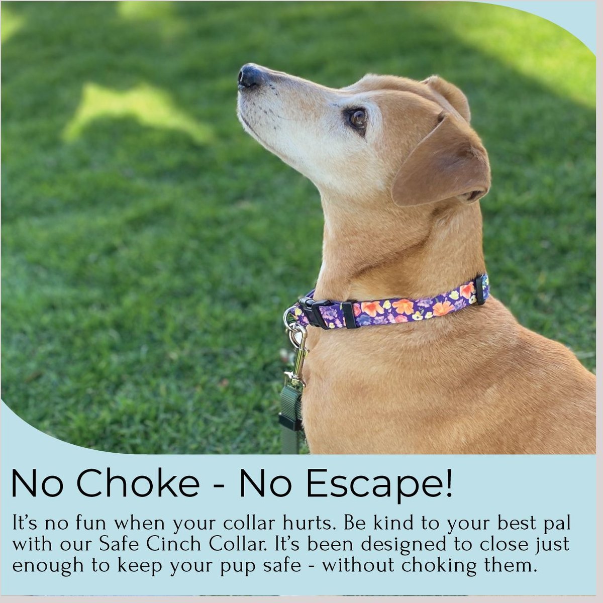 FEARLESS PET Safe Cinch Dog Collar, Poppies, Small/Medium - Chewy.com