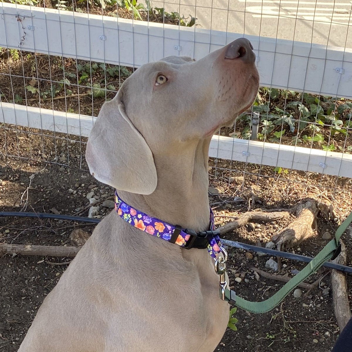 FEARLESS PET Safe Cinch Dog Collar, Poppies, Small/Medium - Chewy.com