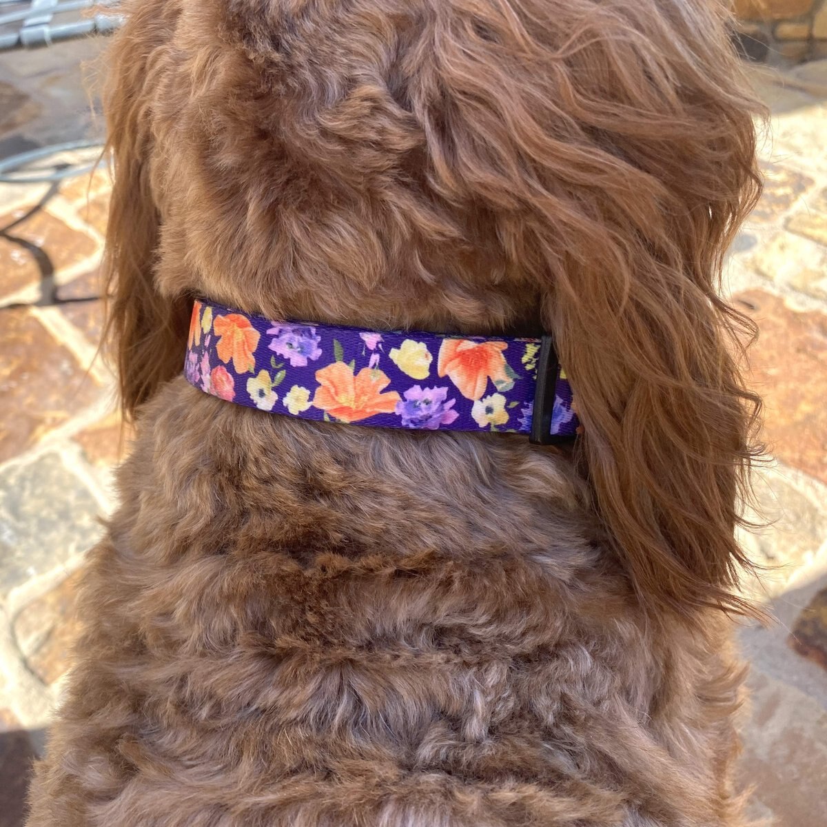 FEARLESS PET Safe Cinch Dog Collar, Poppies, Small/Medium - Chewy.com