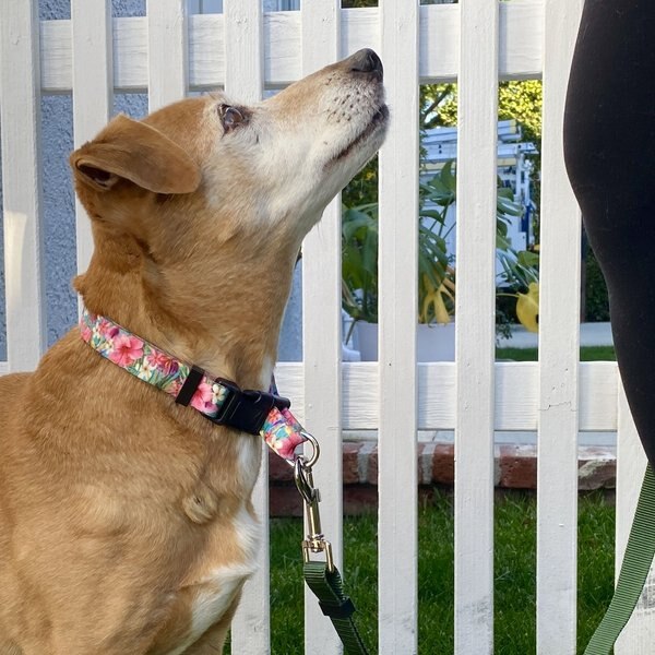 FEARLESS PET Safe Cinch Dog Collar, Teal Hawaiian, Medium/Large - Chewy.com