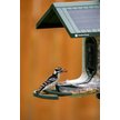 FEATHERSNAP Scout Wi-Fi Solar Powered Camera Smart Bird Feeder, Clear ...