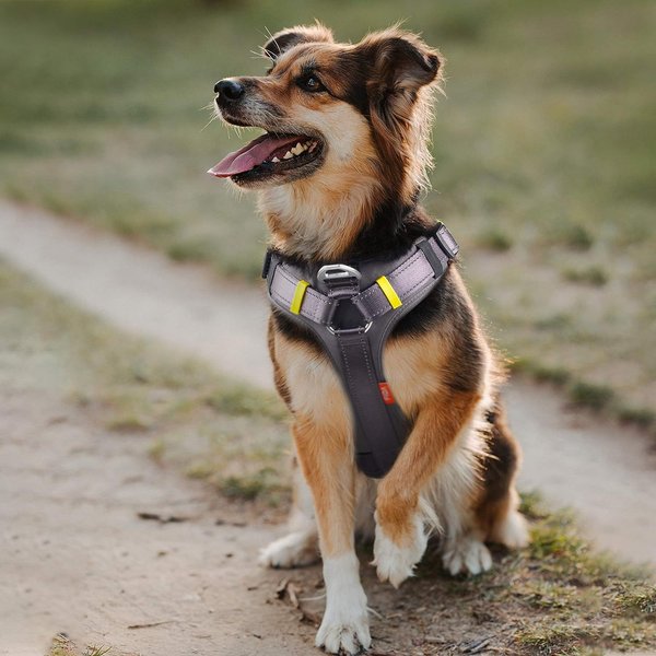 BLUE-9 Pet Products Reflective Buckle-Neck Balance Dog Harness, Blue ...