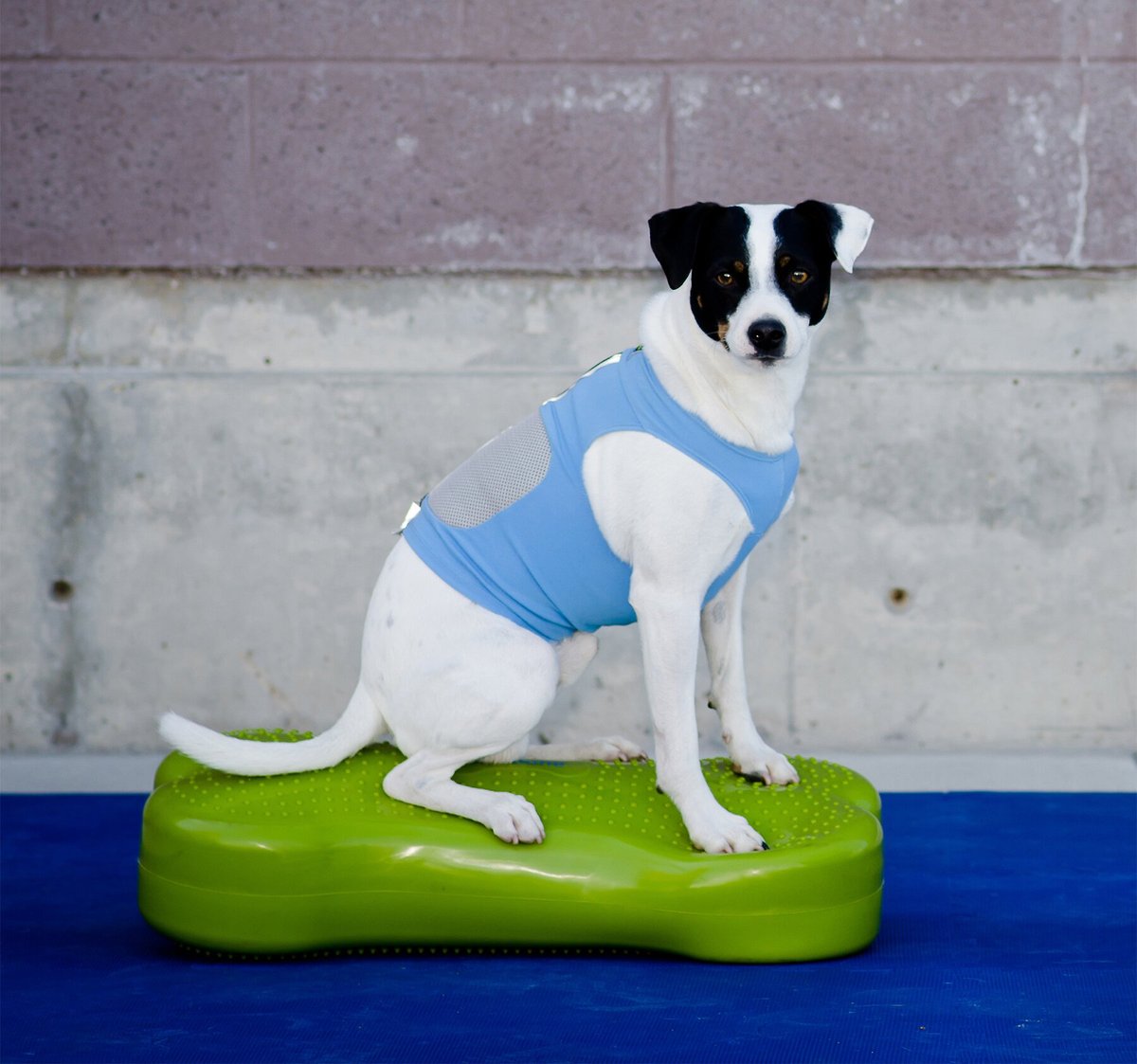 FITPAWS K9FITbone Dog Training Regular Balancing Bone, Green - Chewy.com