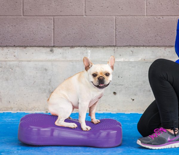 FITPAWS K9FITbone Dog Training Regular Balancing Bone, Purple - Chewy.com