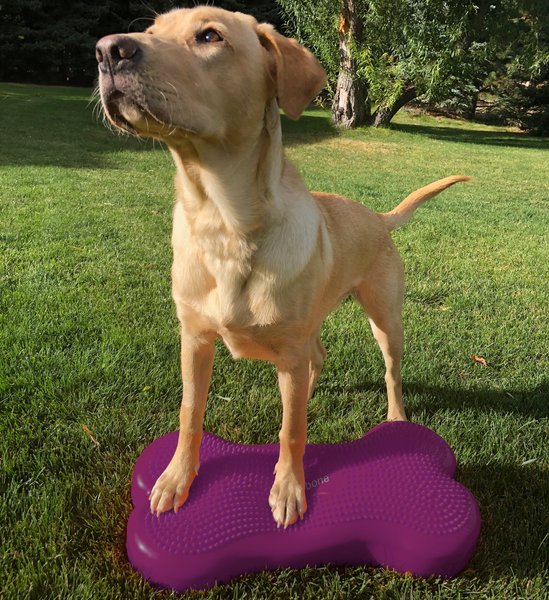 FITPAWS K9FITbone Dog Training Regular Balancing Bone, Razzleberry ...