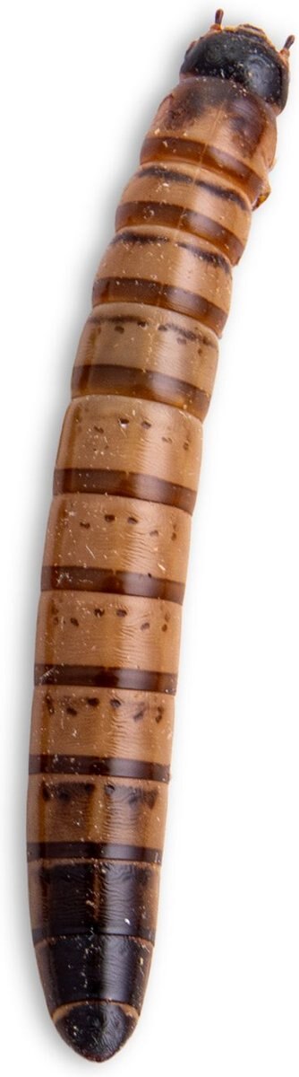 FLUKER'S Live Superworms Reptile Food, Large, 250 count - Chewy.com