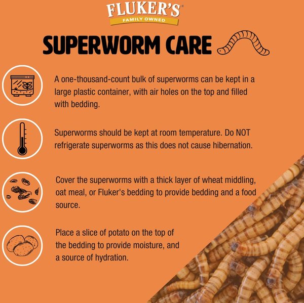 FLUKER'S Live Superworms Reptile Food, Large, 500 count - Chewy.com