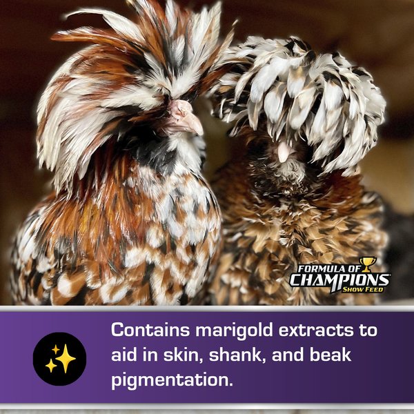 FORMULA OF CHAMPIONS 22% Protein Pellet Fancy & Feathered Show Chicken ...