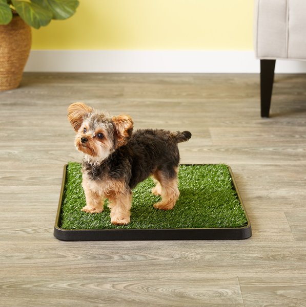 Four Paws Wee-Wee Dog Grass Patch Tray, Small, 1 count - Chewy.com