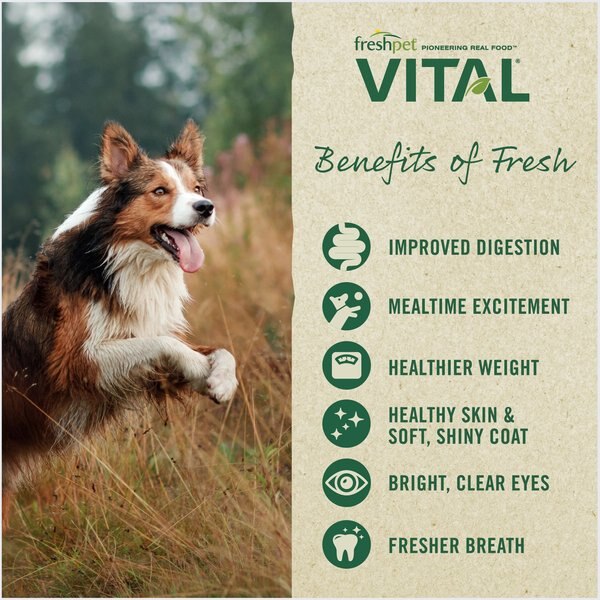 FRESHPET Vital Chicken, Beef, Salmon & Egg Recipe Grain-Free Fresh Dog ...