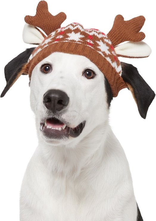 Dog Hats: Birthday Hats, Winter Hats & More (Free Shipping) | Chewy