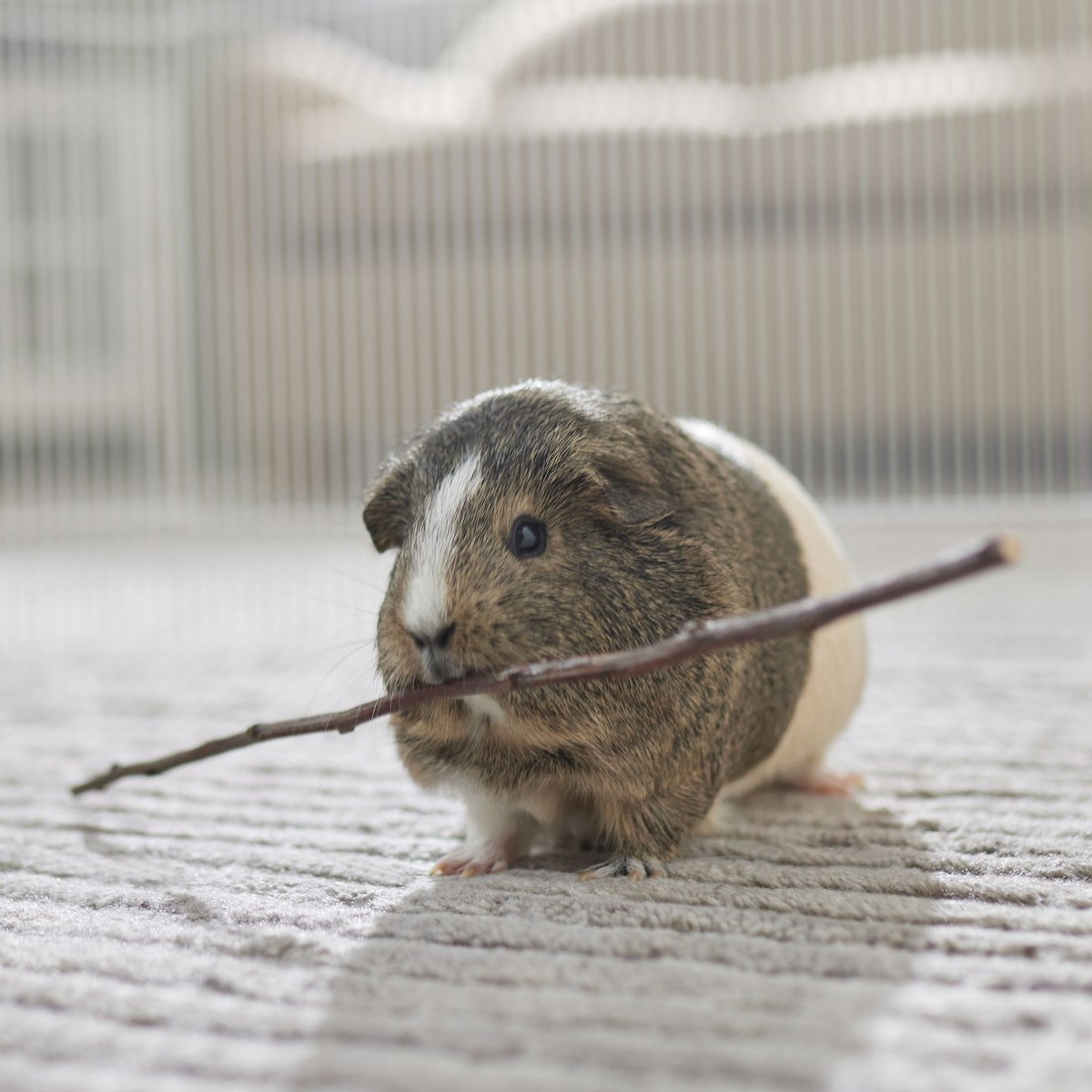 Temporarily Unavailable - FRISCO Apple Stick Bundle Small Pet Chew Toy ...