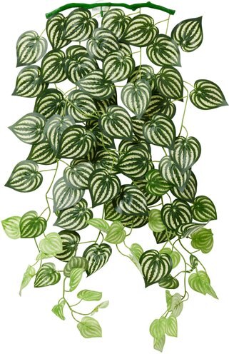 Crested Gecko Tank Decor | Chewy