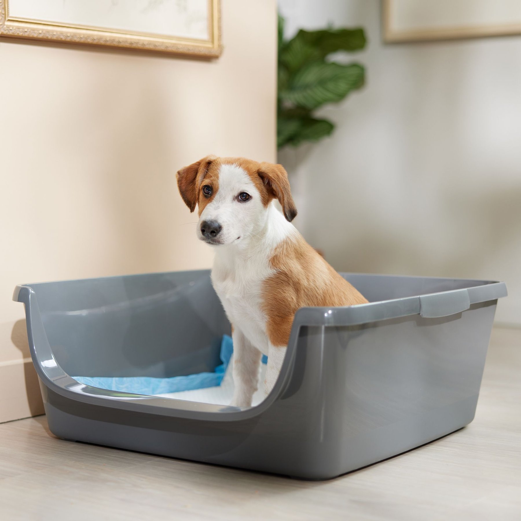 Dog Litter Boxes? Yes, They’re a Thing—Here Are the 5 Best (and What to ...