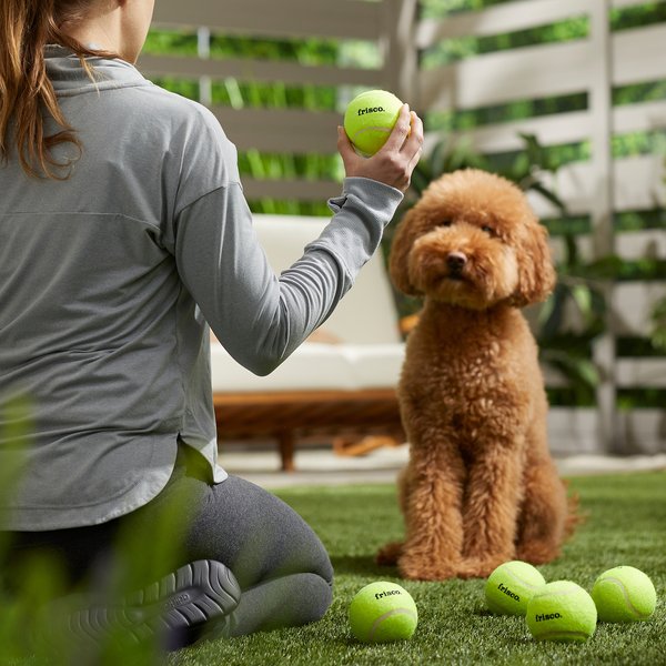 FRISCO Fetch Squeaking Tennis Ball Dog Toy, Large, 3 count - Chewy.com