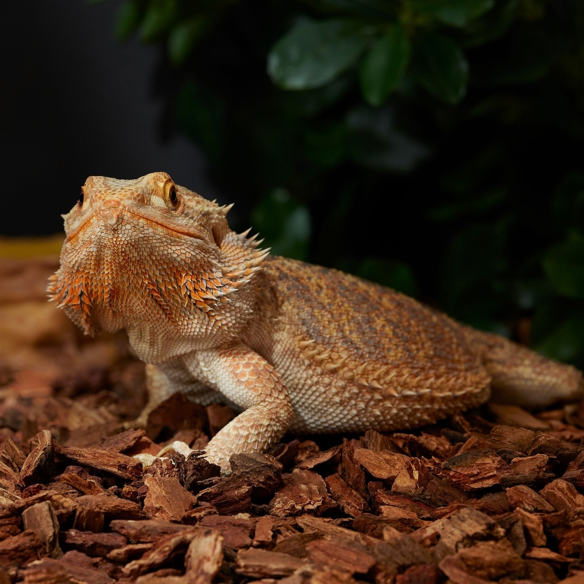 FRISCO Fir Bark Reptile Bedding, 24-qt - Chewy.com