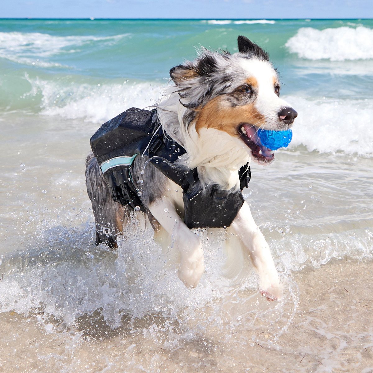 FRISCO Full Coverage Dog Life Jacket, Blue/Black, Medium - Chewy.com