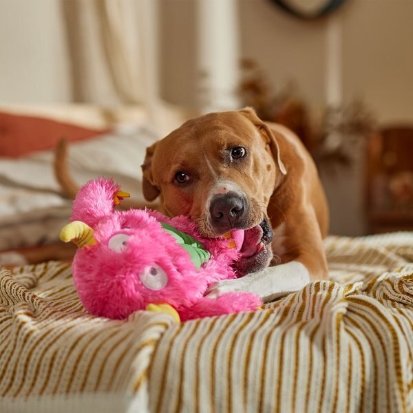 Out of Stock - FRISCO Halloween Zany Monster Muscle Plush Squeaky Dog ...