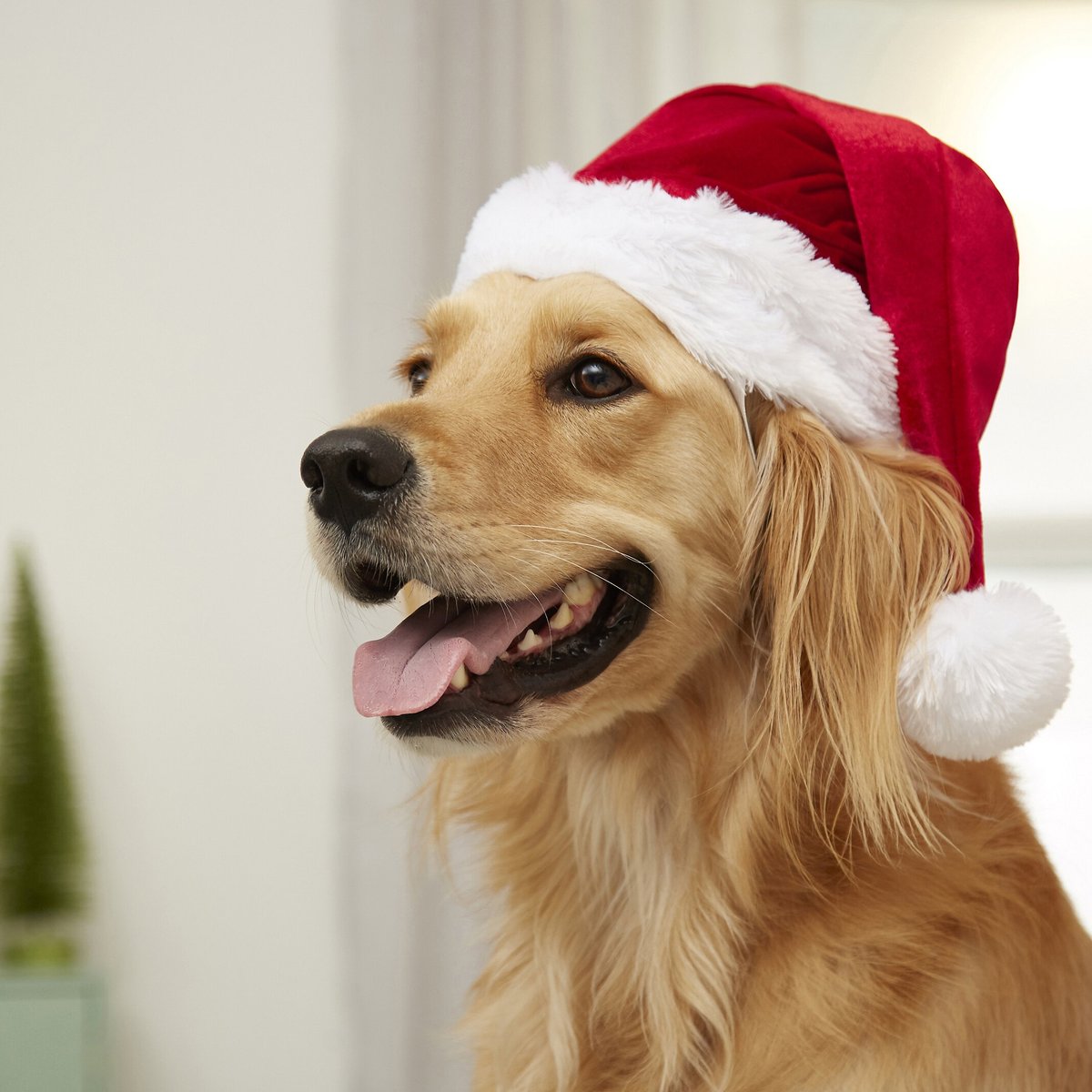 FRISCO Holiday Dog & Cat Santa Hat, 1 count, Medium/Large - Chewy.com