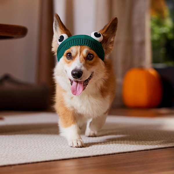 Discontinued - FRISCO Knitted Frog Dog & Cat Hat, Medium/Large - Chewy.com