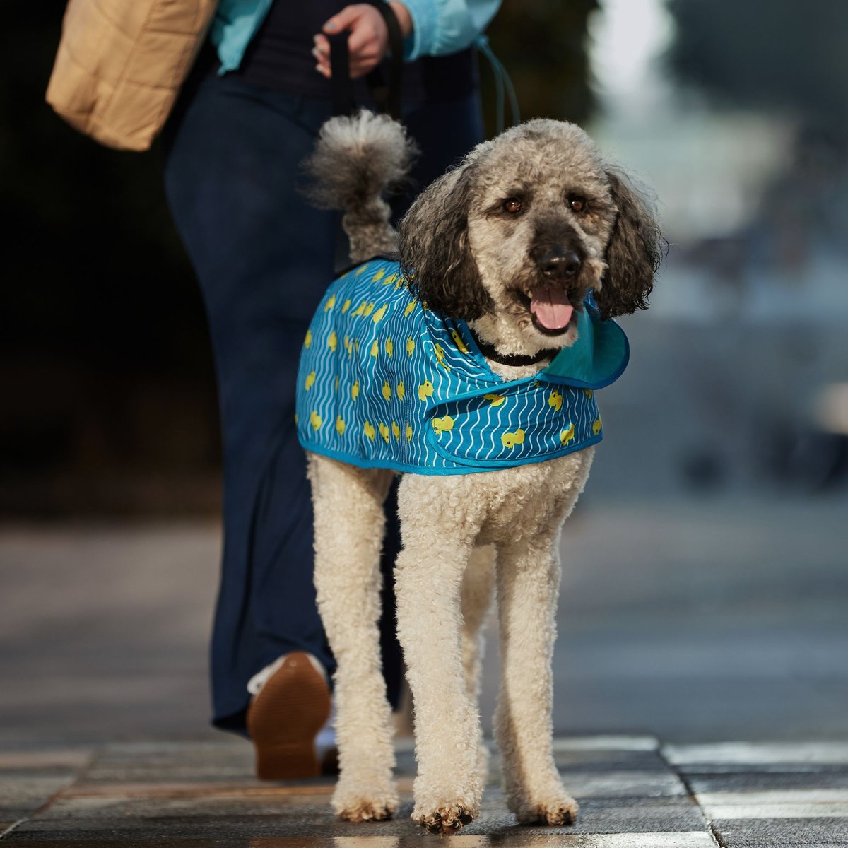 FRISCO Lightweight Rubber Ducky Dog Raincoat, Blue, Medium - Chewy.com