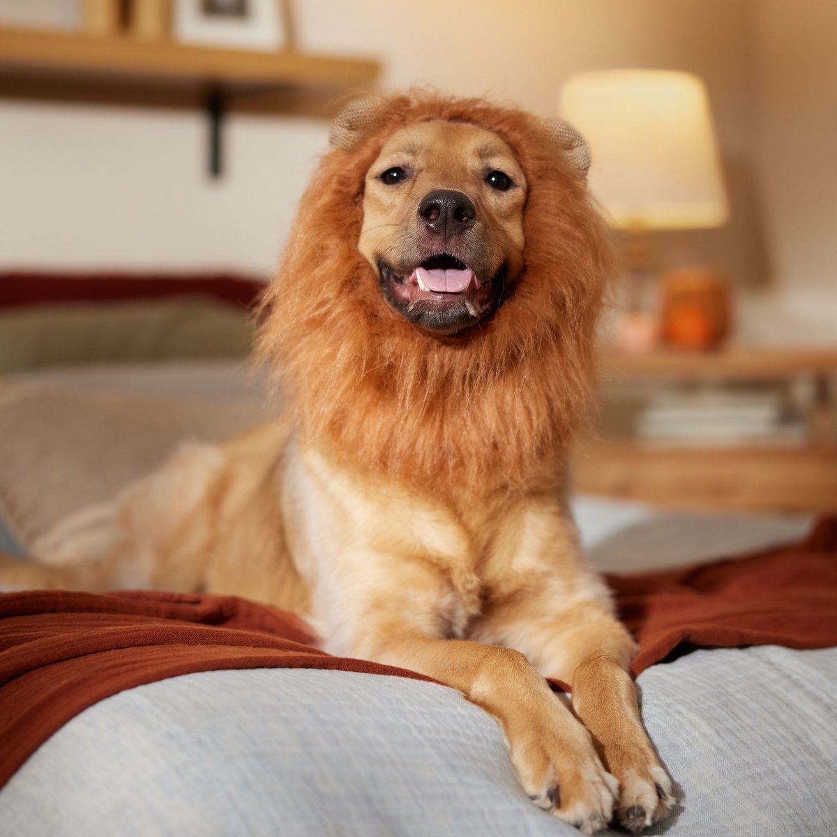 FRISCO Lion Mane Dog & Cat Costume, Large - Chewy.com