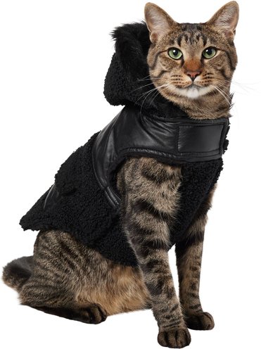 Jackets & Hoodies for Cats: Fun Cat Hoodies & Coats (Free Shipping | Chewy