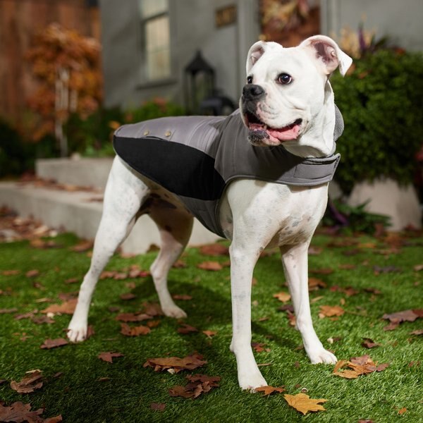 FRISCO Mediumweight Faux Zipper Dog & Cat Jacket, X-Large - Chewy.com