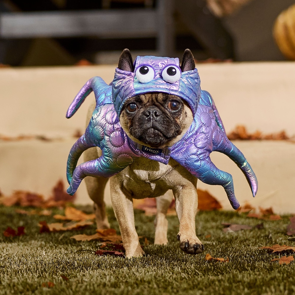 Temporarily Unavailable - FRISCO Octopus Dog & Cat Costume, Small ...