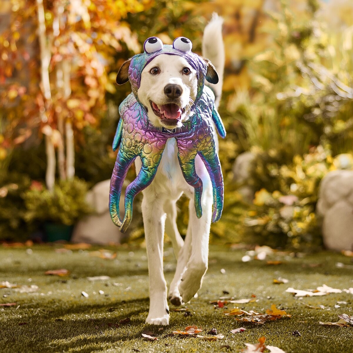Temporarily Unavailable - FRISCO Octopus Dog & Cat Costume, XX-Large ...