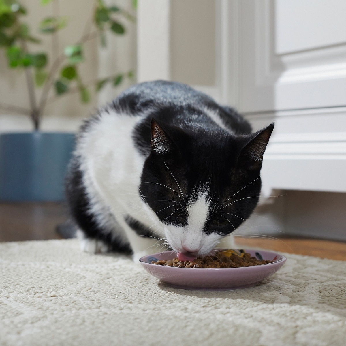 Temporarily Unavailable - FRISCO Paris Non-skid Ceramic Cat Dish, 0.5 ...