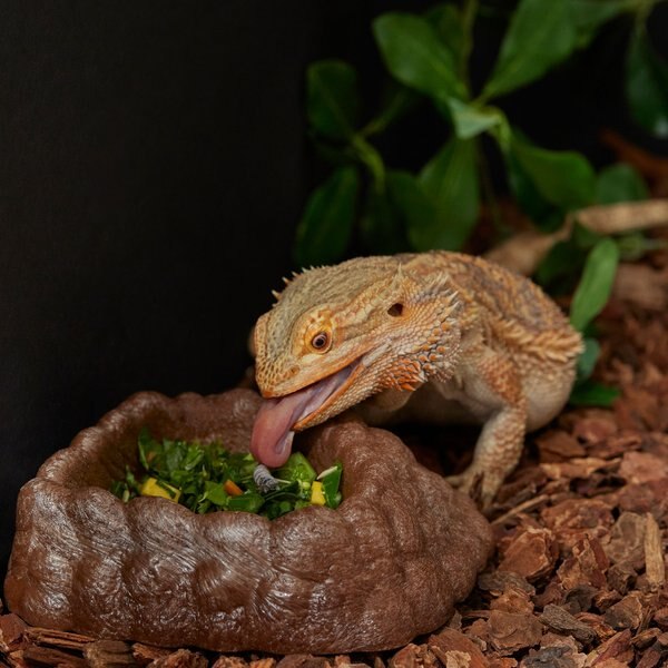 FRISCO Reptile Waterer and Feeding Corner Rock Bowl, Brown - Chewy.com