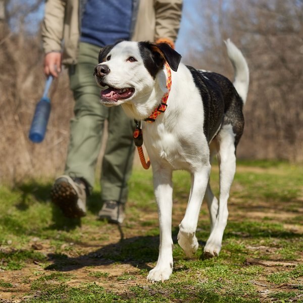 FRISCO Rugged Reflective Rope Dog Collar, Red, 20 to 22-in neck, 1-in ...