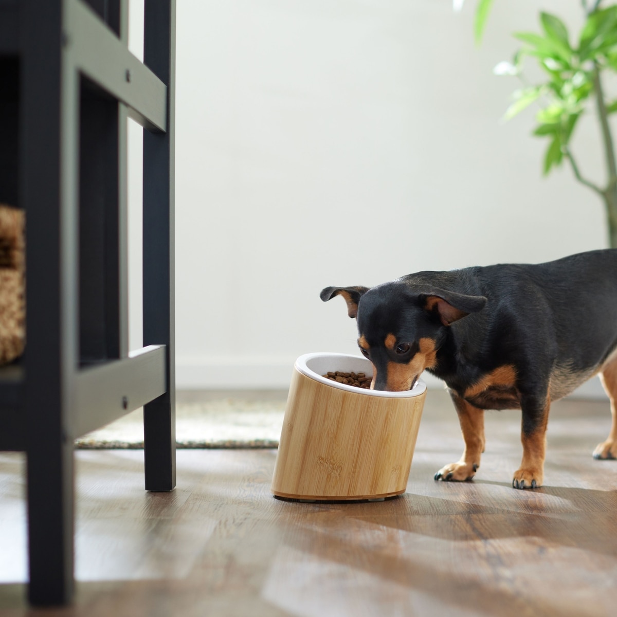 FRISCO Slanted Non-Skid Elevated Bamboo Melamine Bowl with Bamboo Stand ...