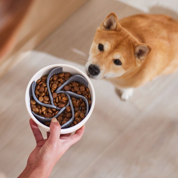 FRISCO Slow Feeder Insert - Chewy.com