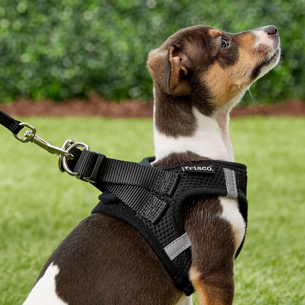 FRISCO Small Breed Soft Vest Step In Back Clip Dog Harness, Black, 11 ...