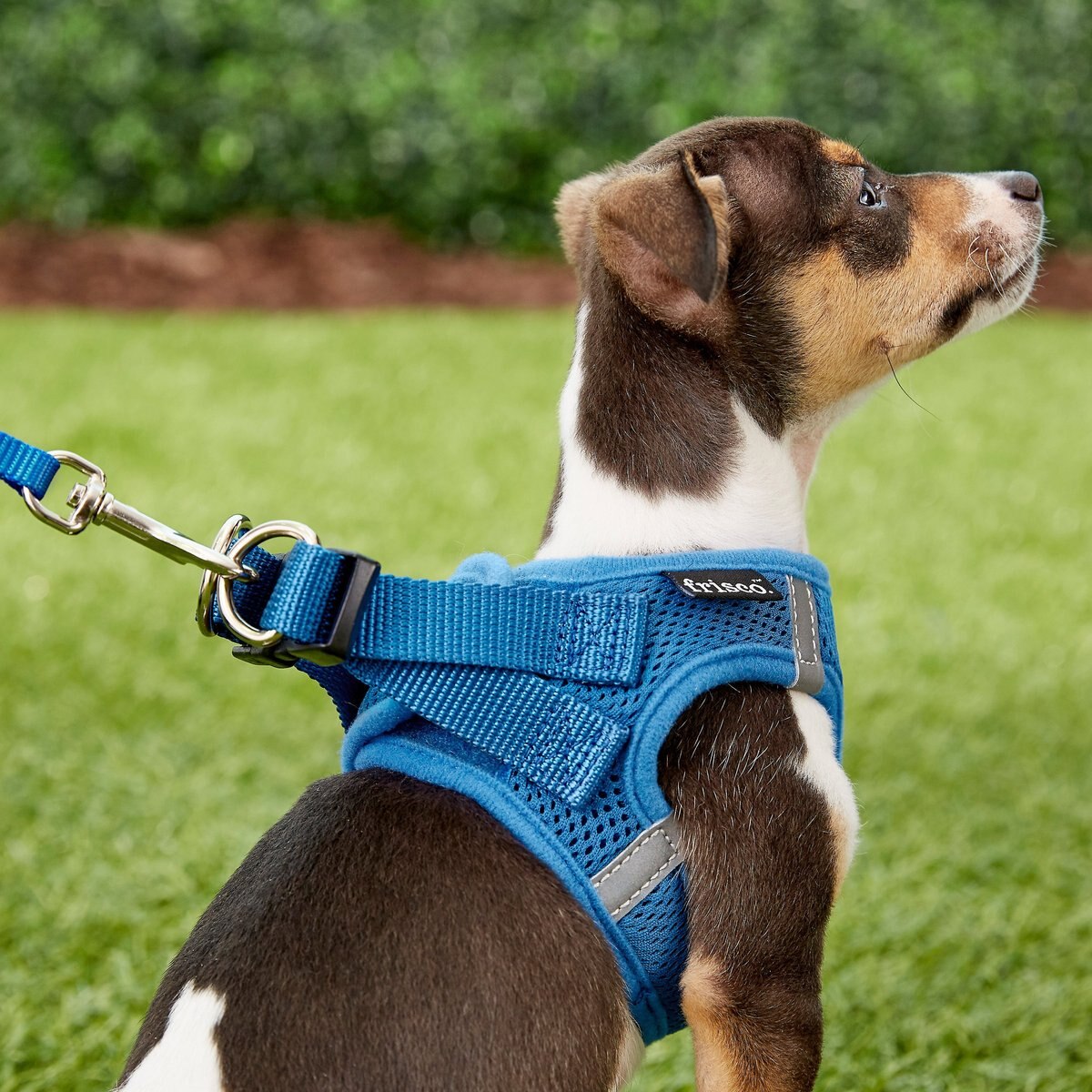 FRISCO Small Breed Soft Vest Step In Back Clip Dog Harness, Blue, 11 to ...