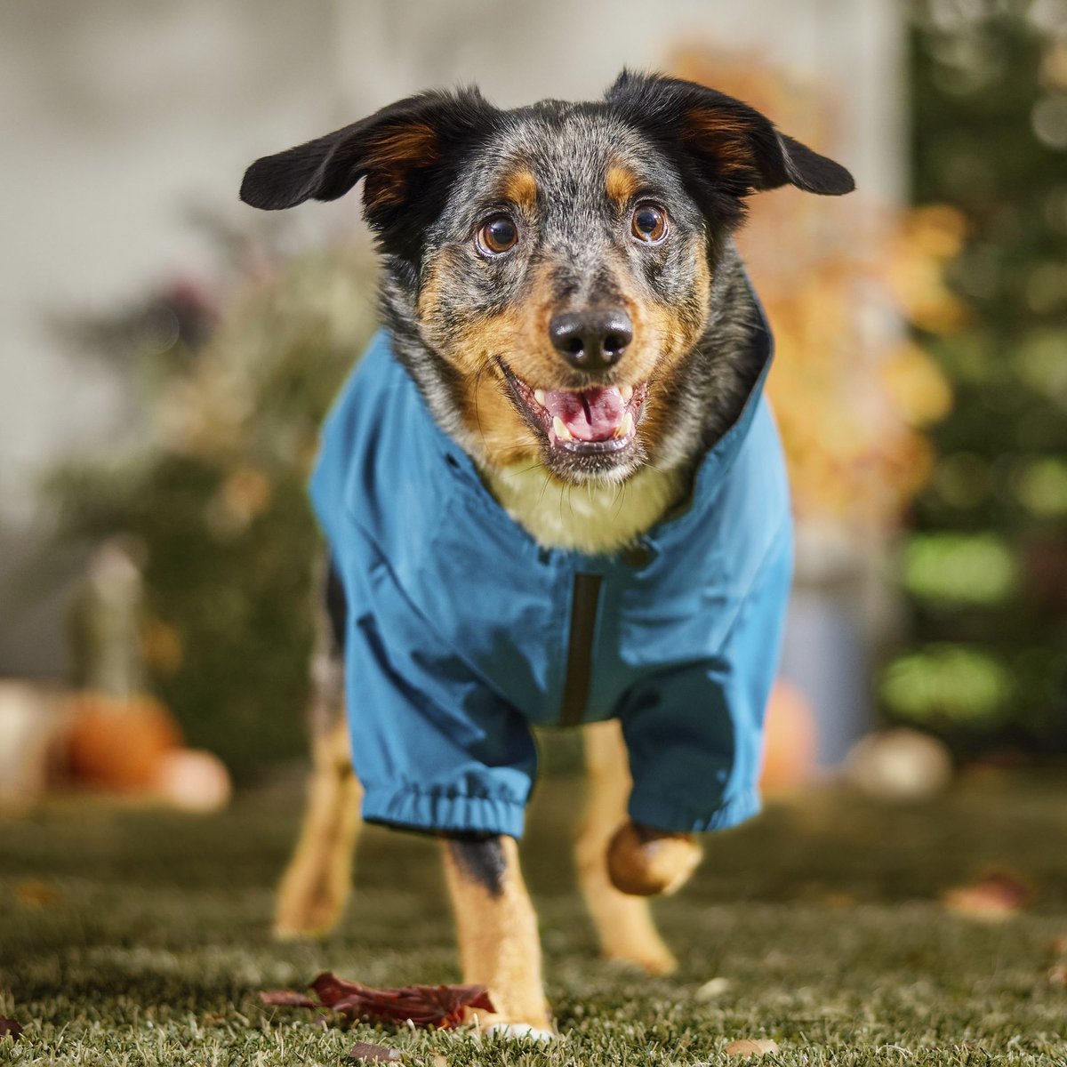 FRISCO Ultra Lightweight Dog & Cat Windbreaker with Removable Hood ...