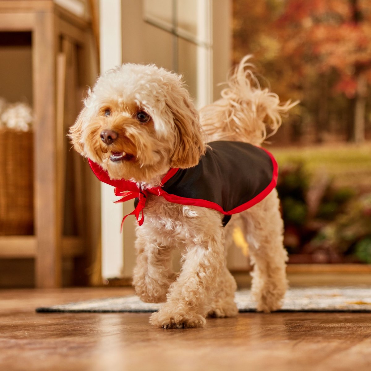 FRISCO Vampire Cape Dog & Cat Costume, X-Small/Small - Chewy.com